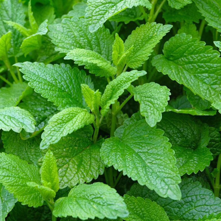Guía esencial para cultivar melisa con éxito - Ecoarmonia