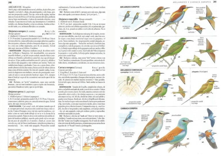 Guía exhaustiva sobre la clasificación de las aves - Ecoarmonia