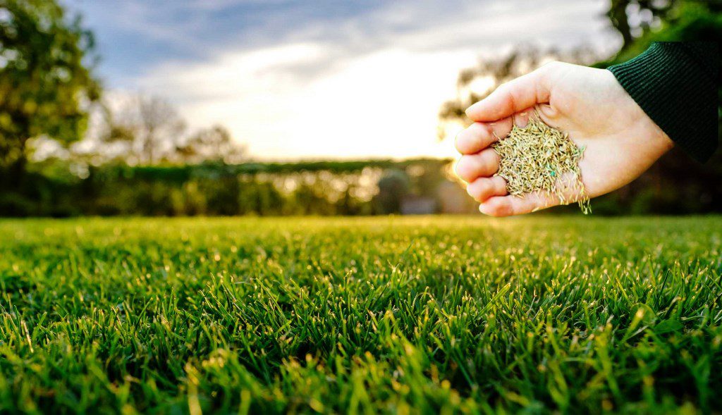 Guía para abonado del césped: técnicas y tiempos ideales - Ecoarmonia