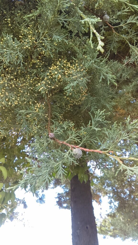 Guía para cultivar un cedro con éxito - Ecoarmonia