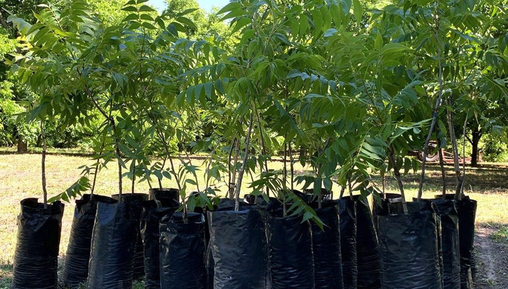 Guía para cultivar un nogal en tu jardín - Ecoarmonia