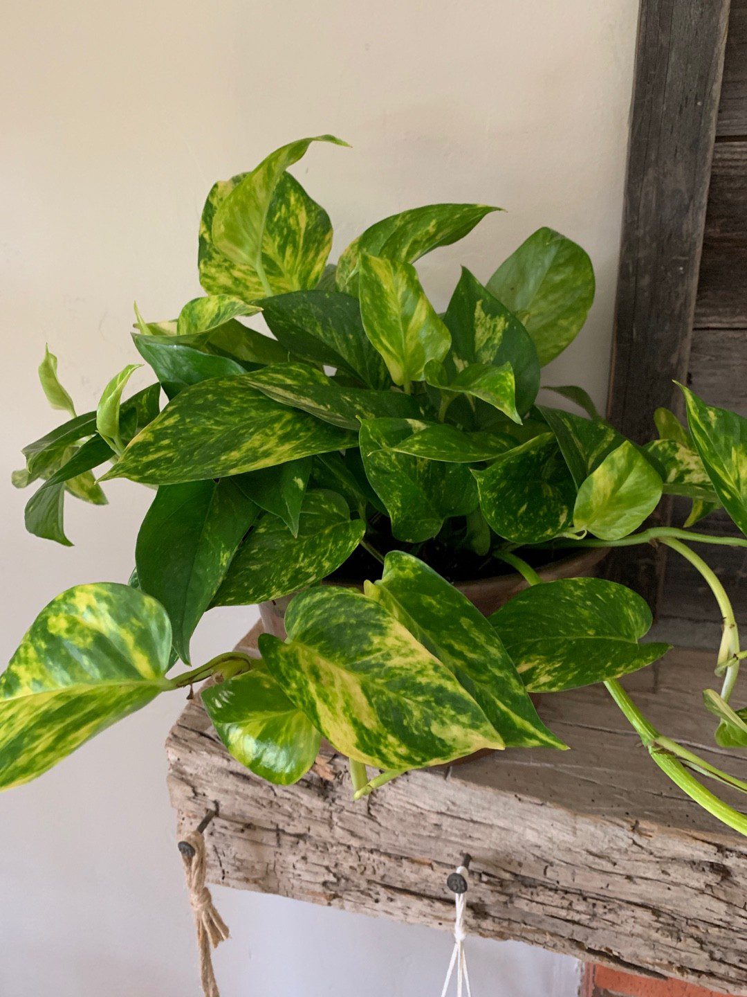 Guía para cultivar un poto exuberante y saludable - Ecoarmonia