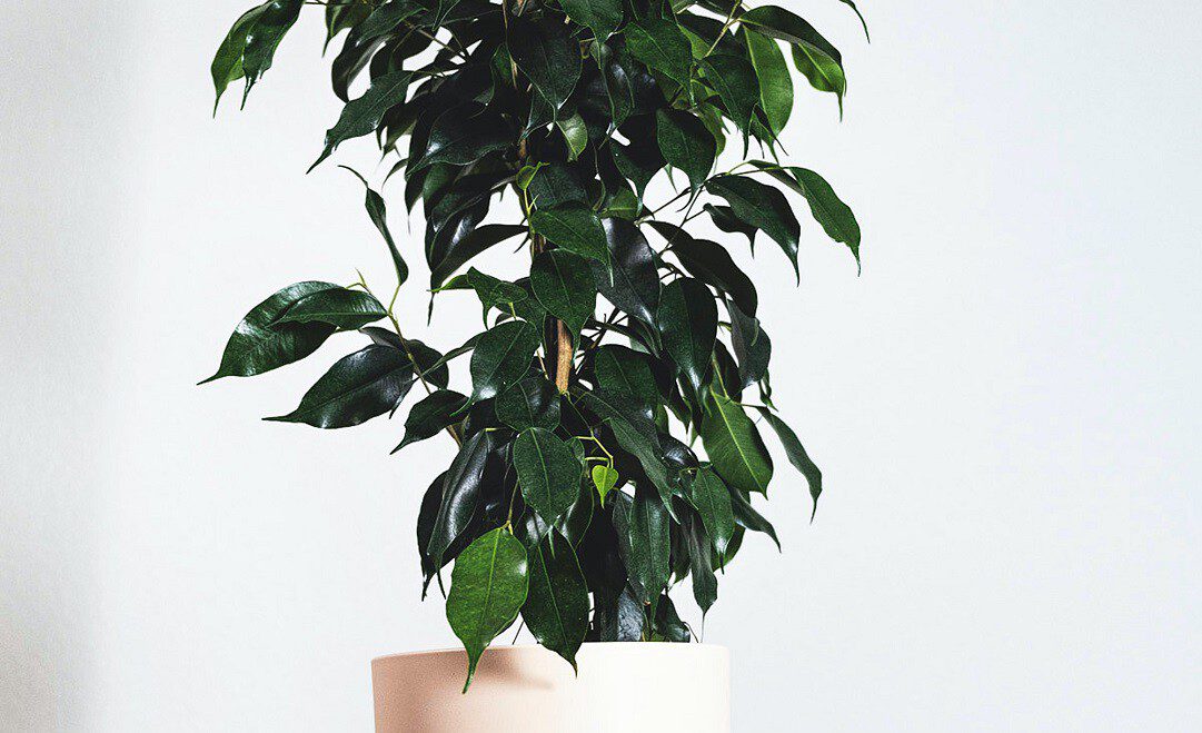 Guía para podar eficazmente tu ficus - Ecoarmonia