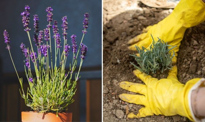 Guía para reproducir lavanda: tiempo y técnicas efectivas - Ecoarmonia