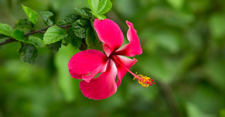 Hibisco: beneficios usos y precauciones a considerar - Ecoarmonia