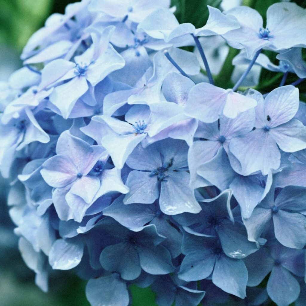 Hortensias azules: guía de cuidados y cultivo - Ecoarmonia