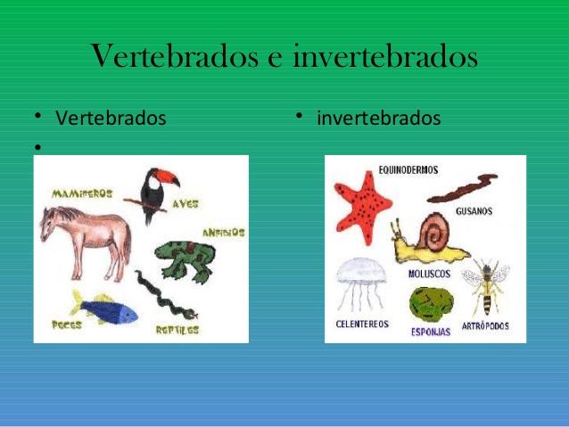 Invertebrados: diversidad y rasgos distintivos de estos animales ...