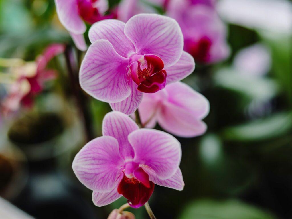La orquídea: significados de la flor nacional de Colombia - Ecoarmonia