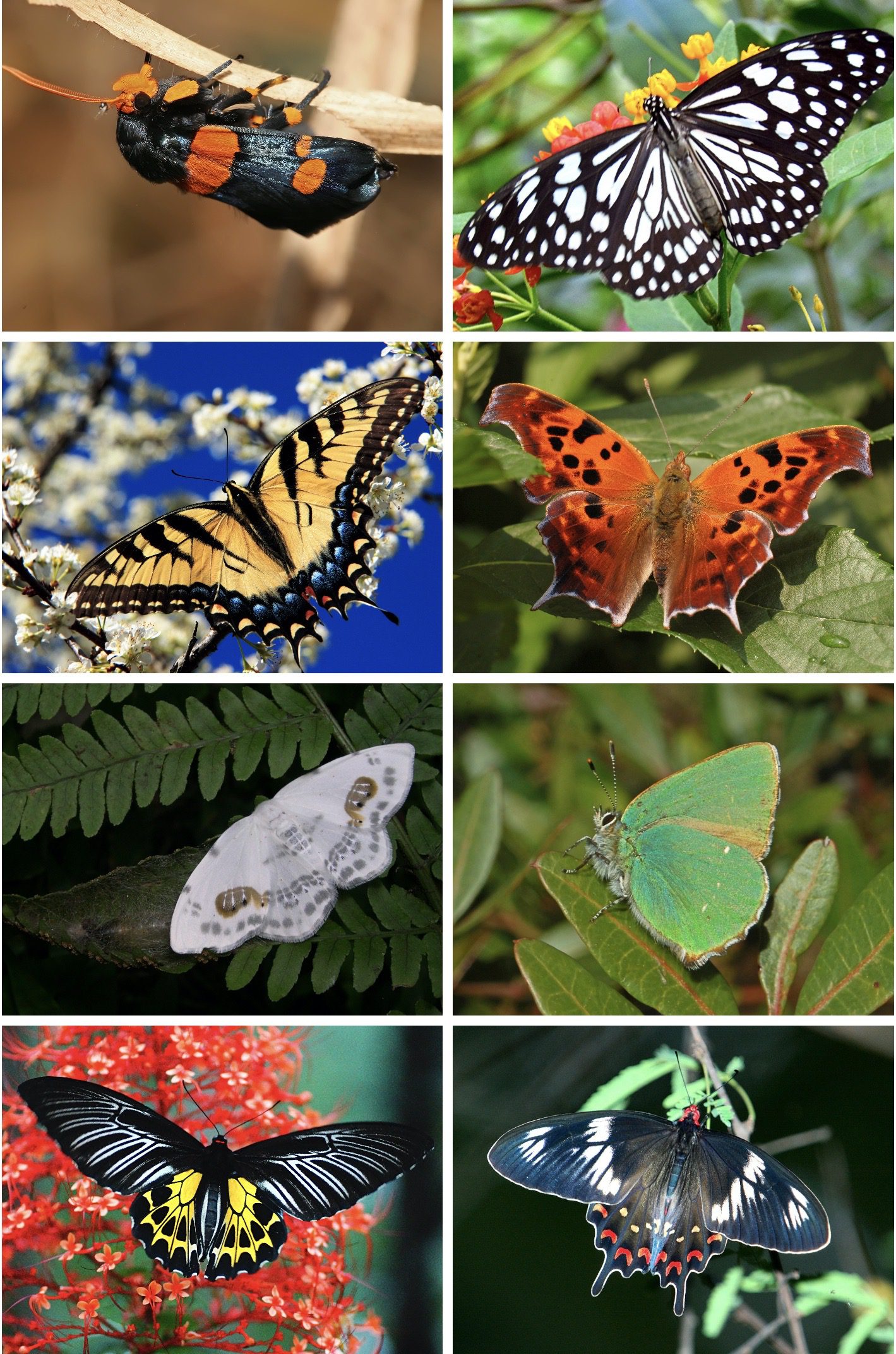 Lepidópteros: definición características y ejemplos destacados - Ecoarmonia