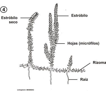 Licopodios: características ejemplos y su importancia en la naturaleza ...
