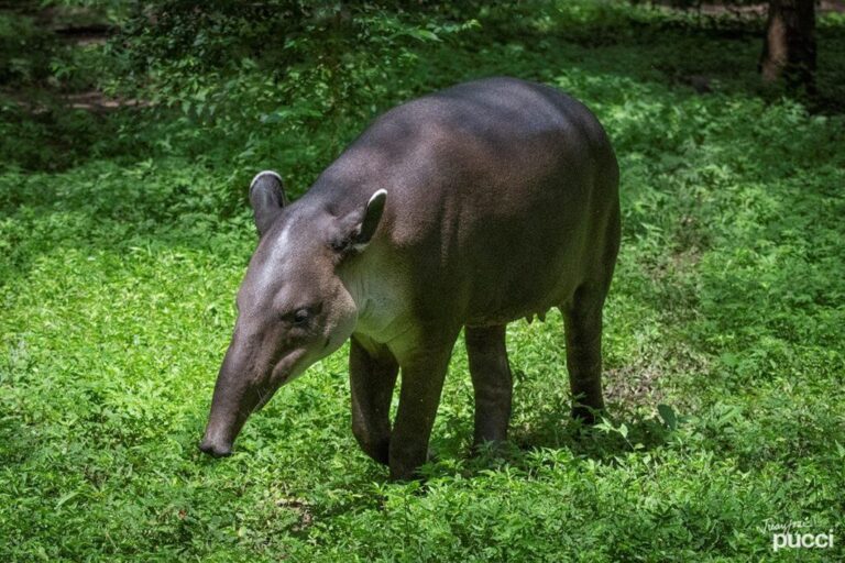Maravillosos mamíferos con trompa en la naturaleza - Ecoarmonia