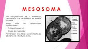 Mesosomas: función composición y significado en la biología celular ...