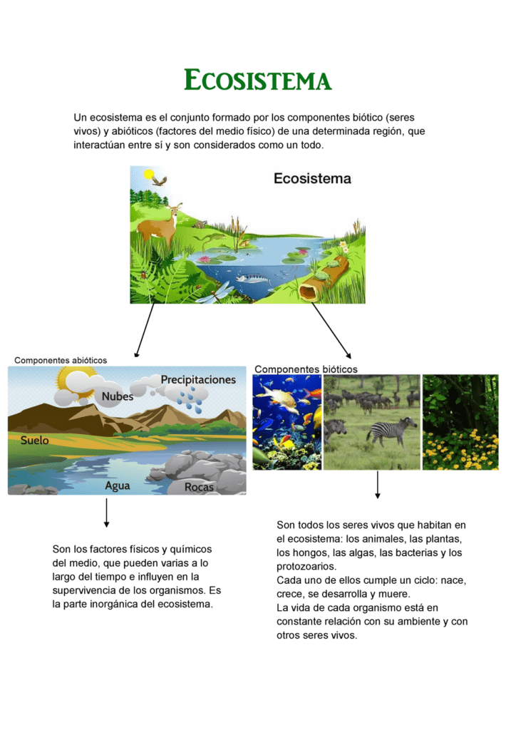 Microecosistema y macroecosistema: definición y ejemplos relevantes ...