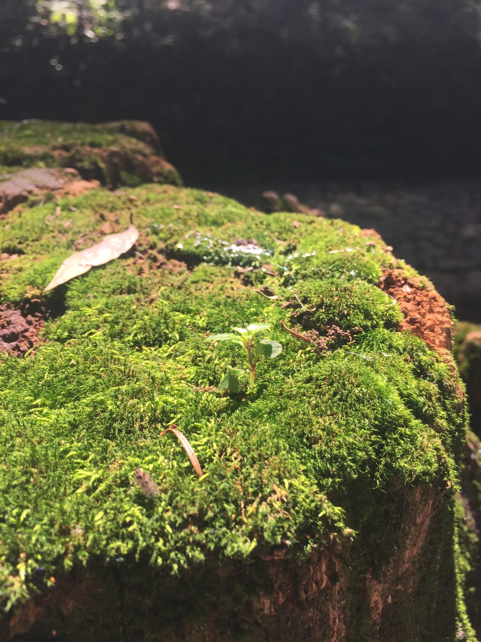 Musgos: características tipos y su importancia en la naturaleza ...