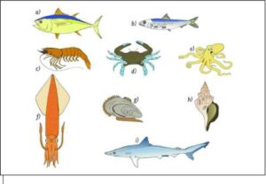 Necton: definición y ejemplos clave para comprenderlo - Ecoarmonia