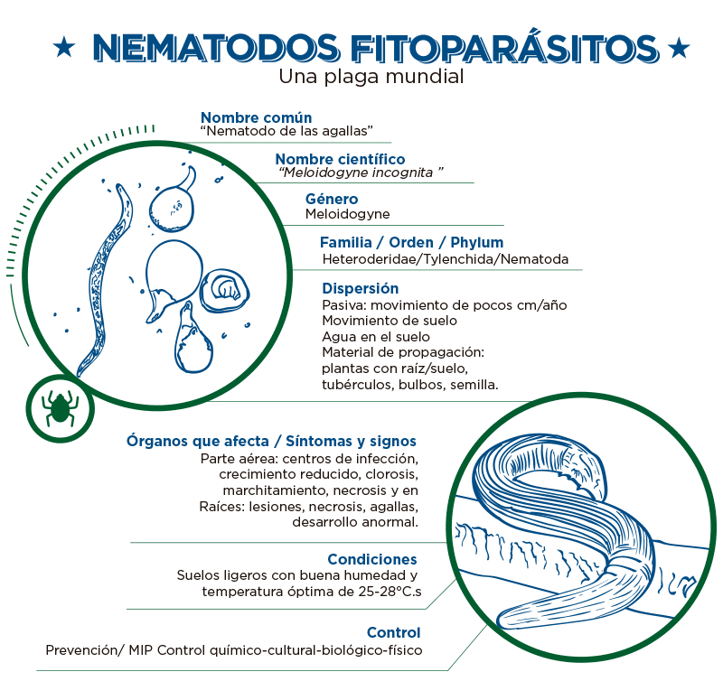 Nematodos: características tipos y ejemplos clave - Ecoarmonia