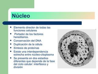 Núcleo celular: definición funciones características y componentes ...