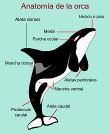 Orca y falsa orca: principales diferencias explicadas - Ecoarmonia