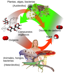 Organismos heterótrofos: definición características y ejemplos clave ...