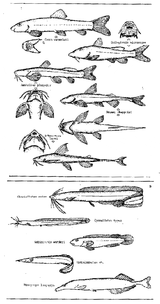 Peces de río: variedad de especies y sus características visuales ...