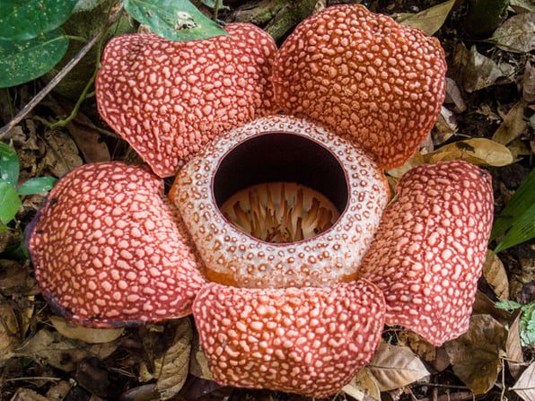 Plantas del Amazonas y sus nombres destacados - Ecoarmonia