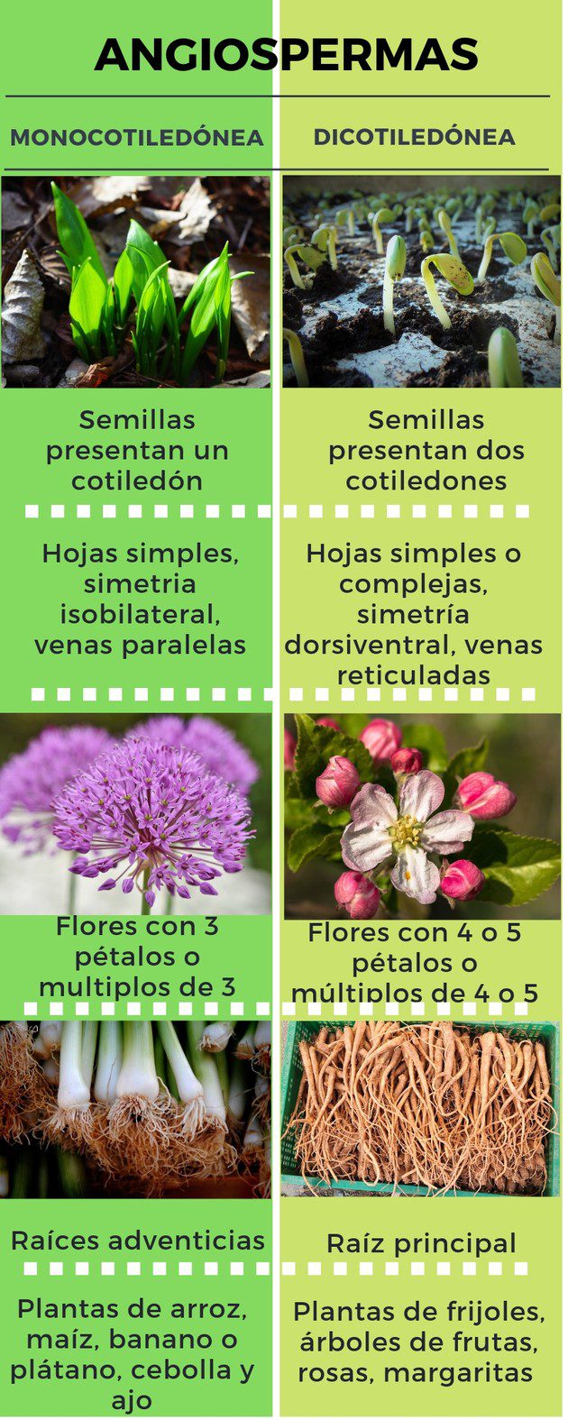 Plantas monocotiledóneas: características y ejemplos destacados ...