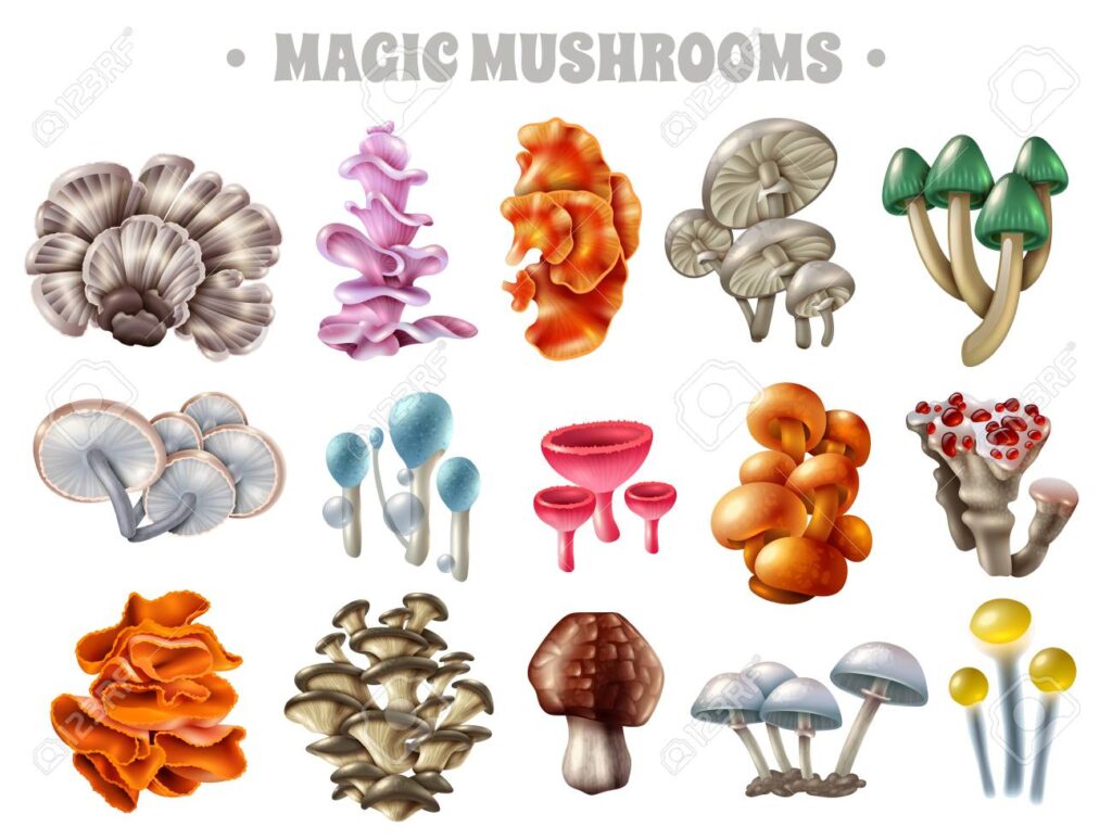 Reino Fungi: características clasificación y ejemplos esenciales ...