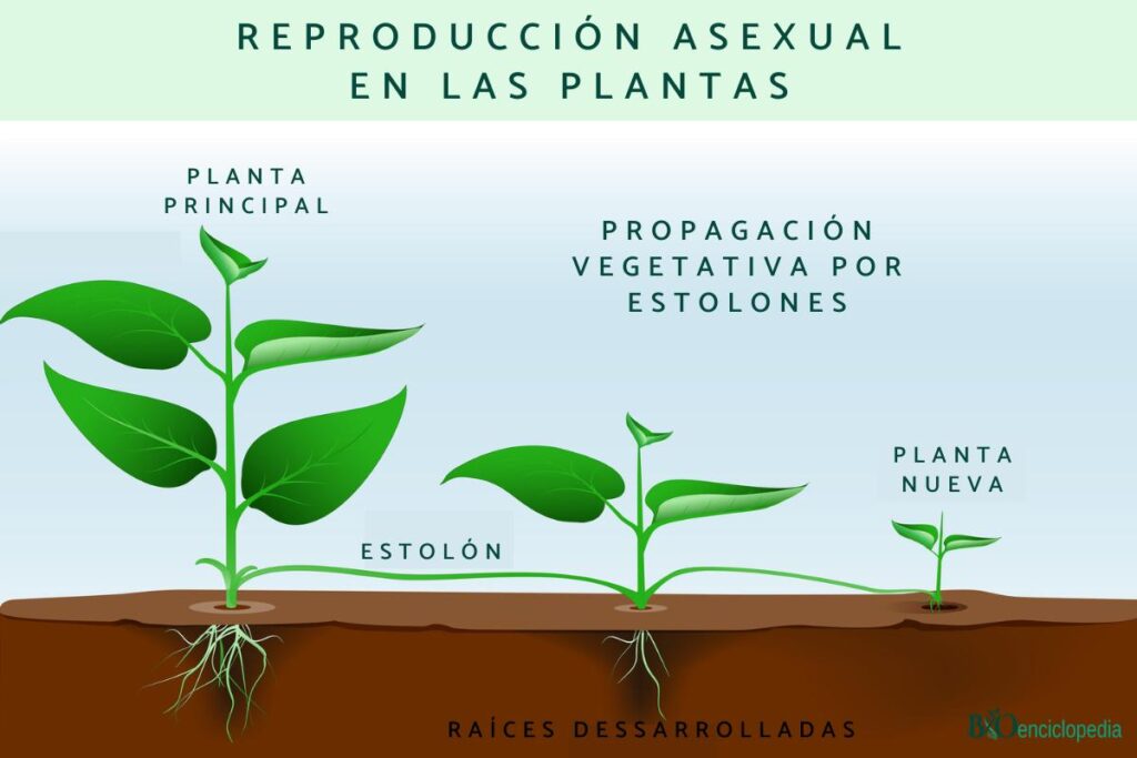 Reproducción asexual en plantas: definición características y ejemplos ...