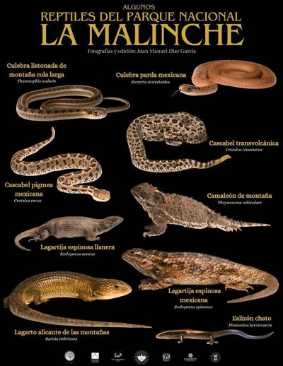 Reptiles fascinantes que habitan en México - Ecoarmonia