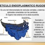 Retículo endoplasmático liso: funciones y características esenciales ...