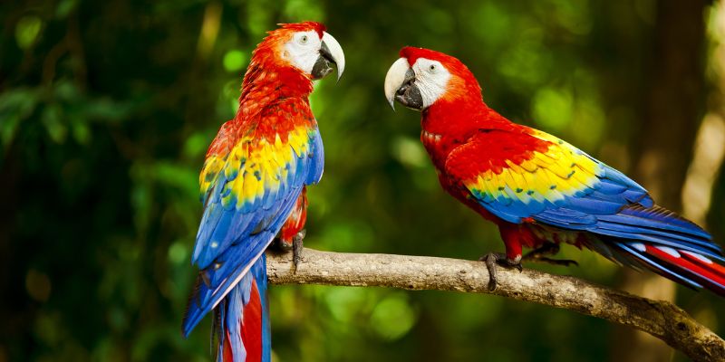 Riqueza natural de la Región Pacífica: flora y fauna - Ecoarmonia