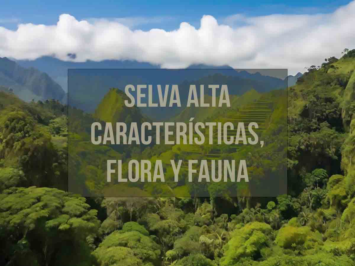 Selva alta: biodiversidad ecosistemas y especies únicas - Ecoarmonia