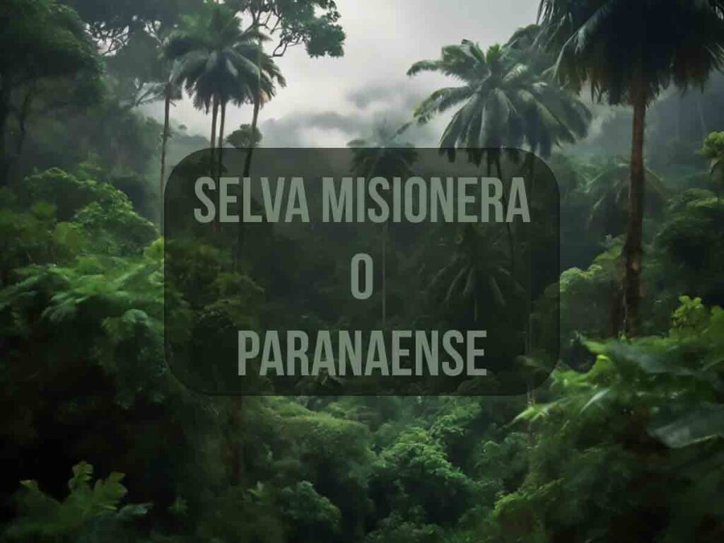 Selva Misionera y Paranaense: flora fauna y particularidades - Ecoarmonia