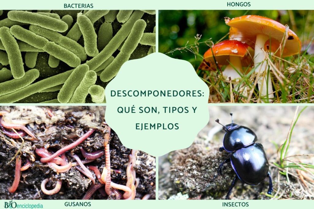 Seres vivos descomponedores y sus ejemplos destacados - Ecoarmonia