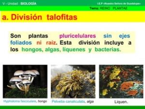 Talófitos: Definición características y ejemplos destacados - Ecoarmonia