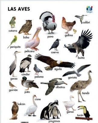 Tipos Y Nombres De Animales Que Vuelan Ecoarmonia