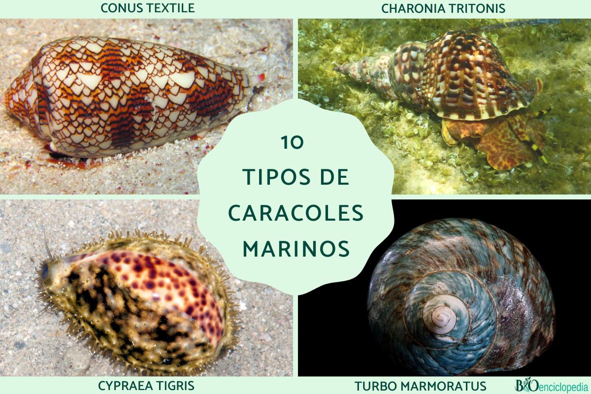 Variedades de caracoles marinos y sus características - Ecoarmonia