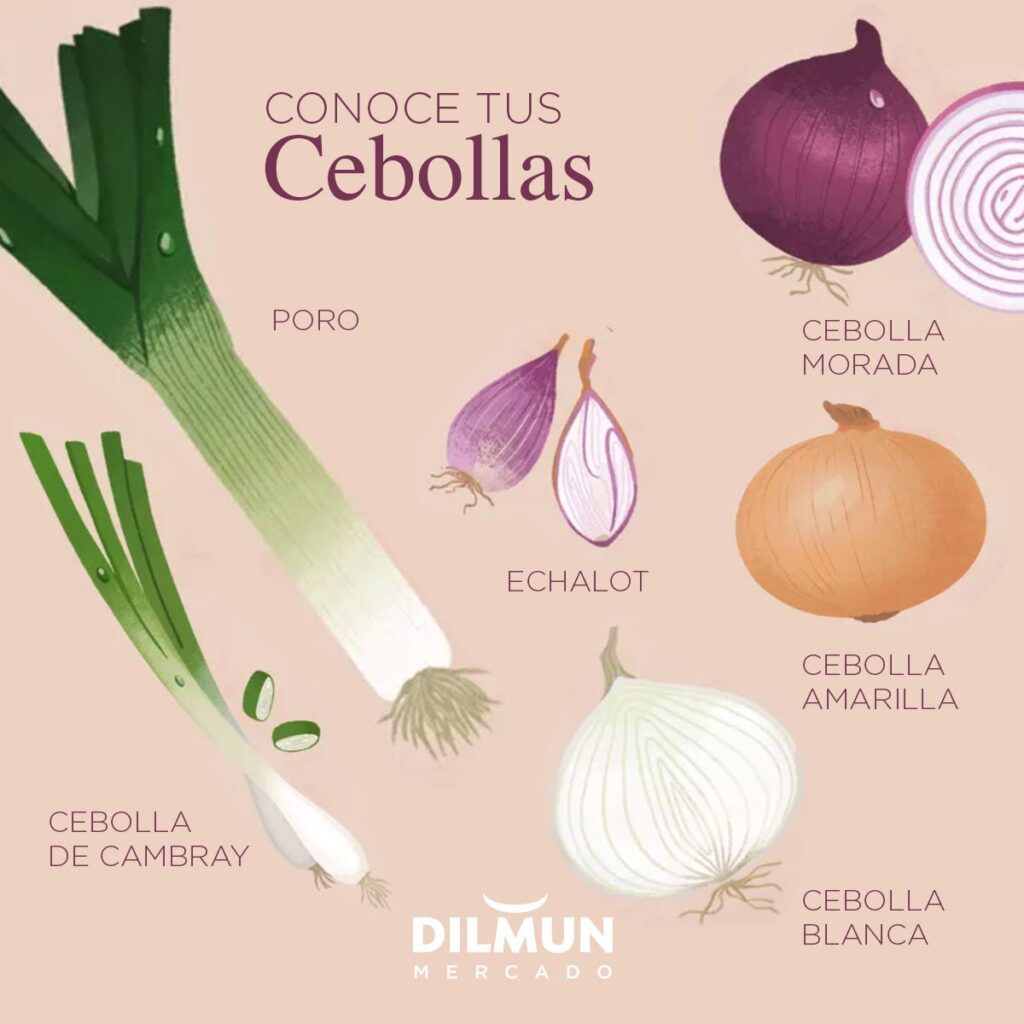 Variedades de cebolla y sus características esenciales - Ecoarmonia