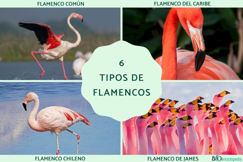 Variedades de flamencos: características y hábitats - Ecoarmonia