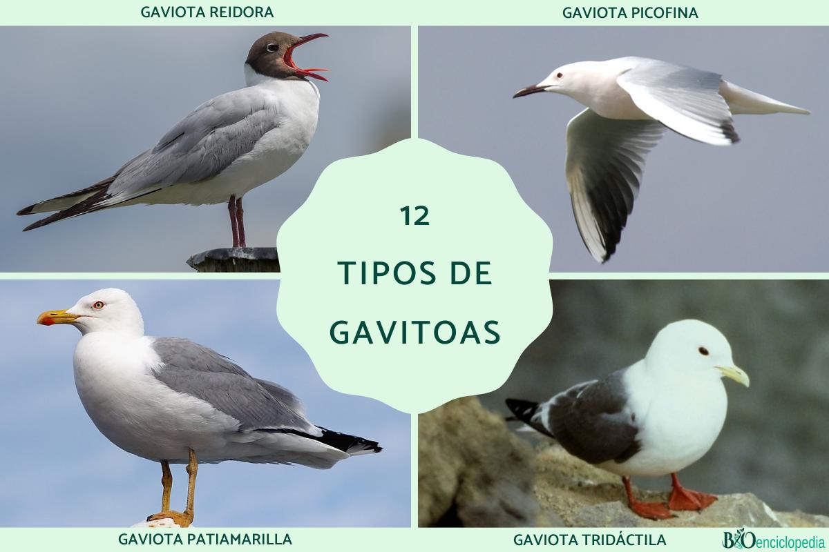 Variedades de gaviotas y sus características principales - Ecoarmonia