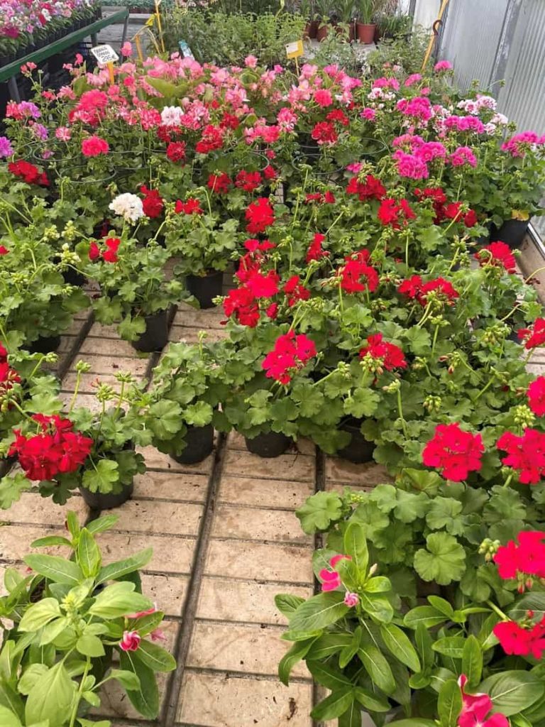 Variedades de geranios que embellecen tu jardín - Ecoarmonia