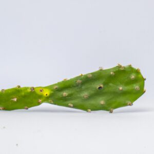 Variedades de nopal y sus características esenciales - Ecoarmonia