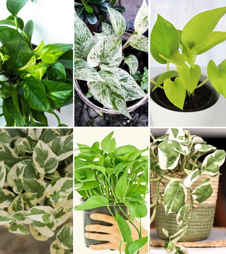 Variedades de potos y sus características esenciales - Ecoarmonia