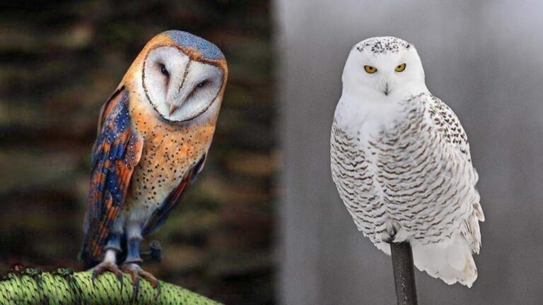 Variedades fascinantes de búhos en el mundo natural - Ecoarmonia