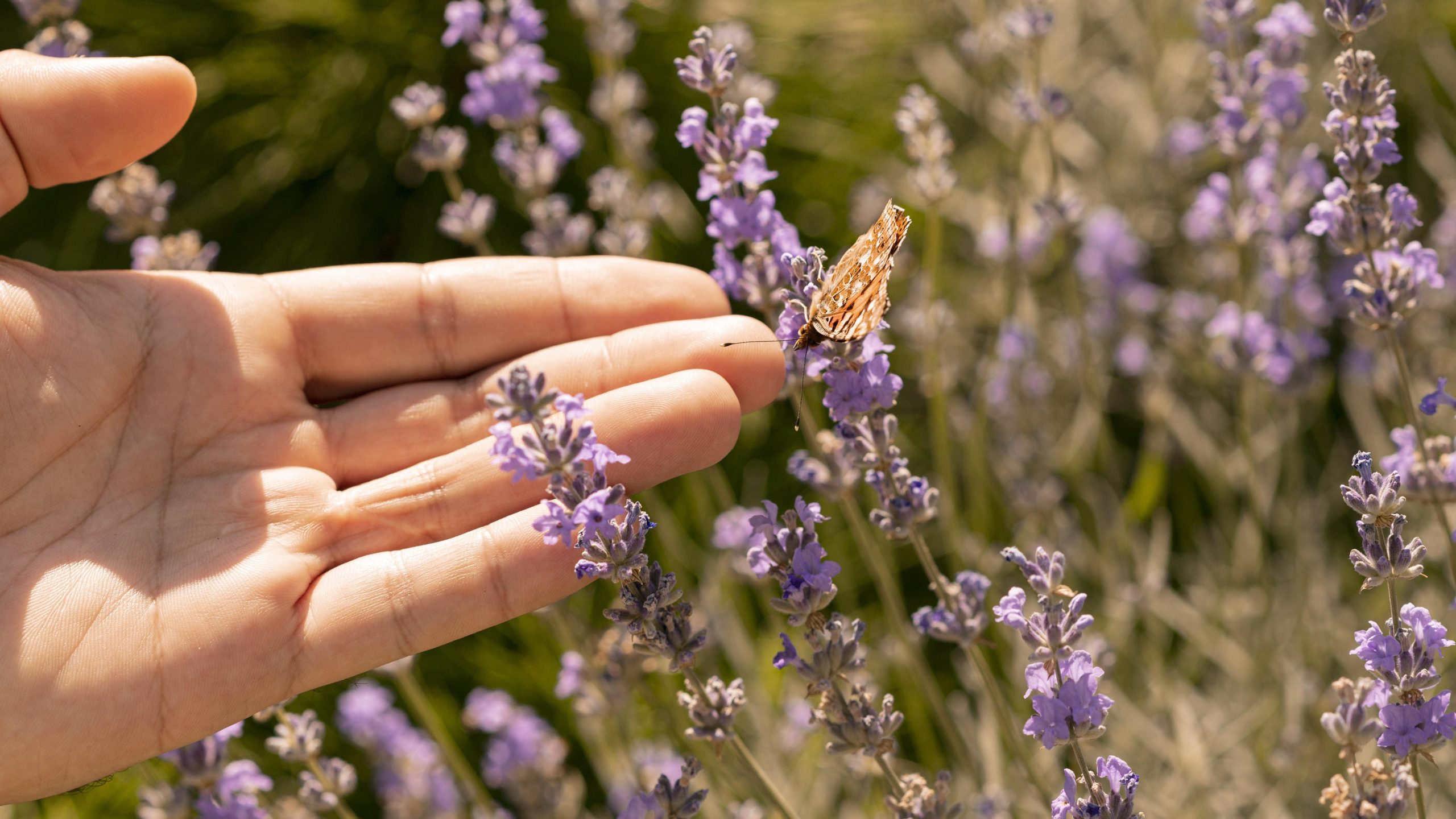 Variedades fascinantes de lavanda y sus beneficios - Ecoarmonia