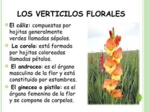 Verticilos: Definición y Tipos Esenciales - Ecoarmonia