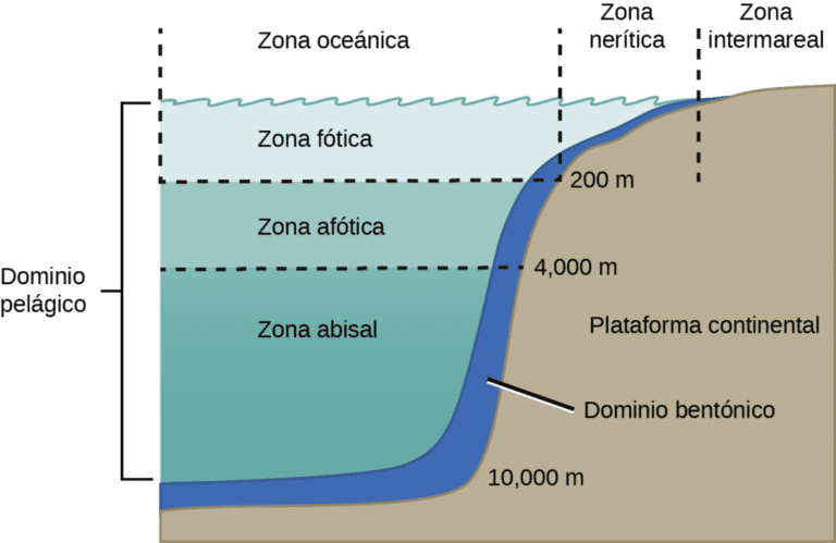 Zona fótica: características y vida marina asociada - Ecoarmonia