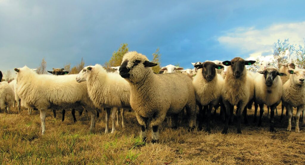 Variedades de ovejas: conoce las diferentes razas de estos animales ...
