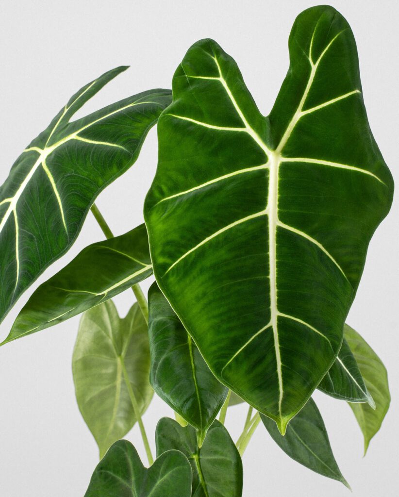 Alocasia Polly: guía sobre cuidados y problemas comunes - Ecoarmonia