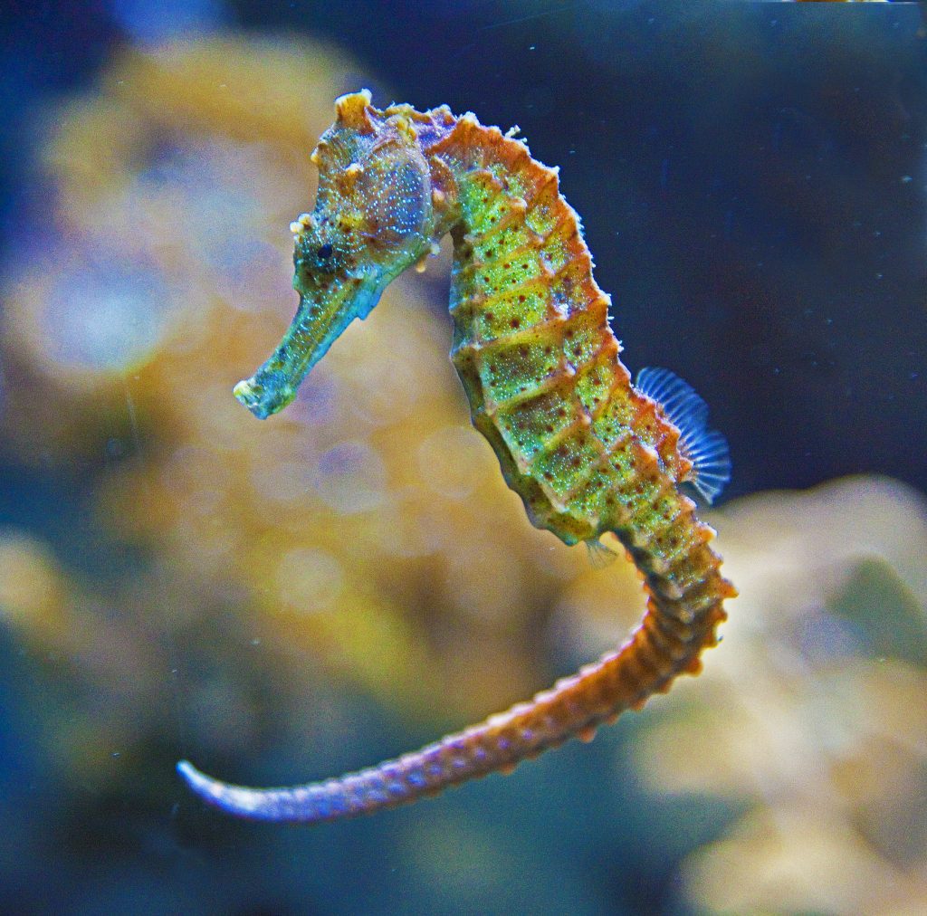 Aspectos fascinantes del caballito de mar - Ecoarmonia